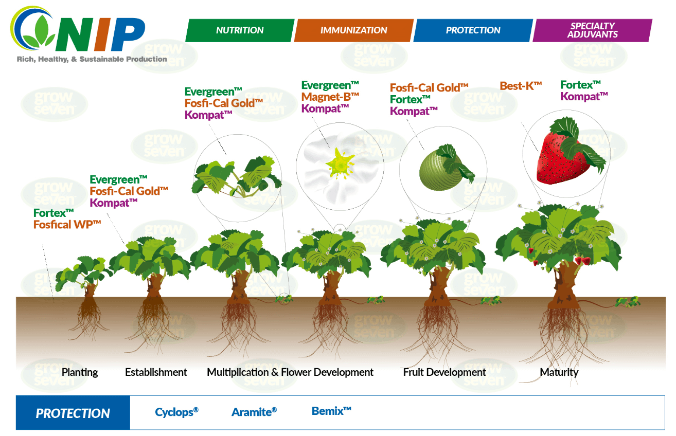 Strawberry NIP Crop Program by ExcelAg