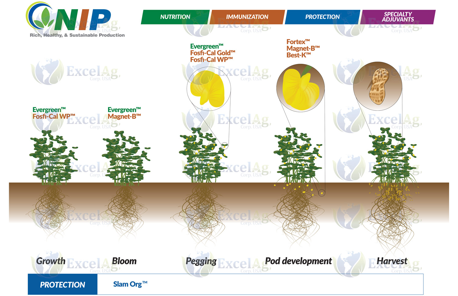 Peanuts NIP Crop Program by ExcelAg