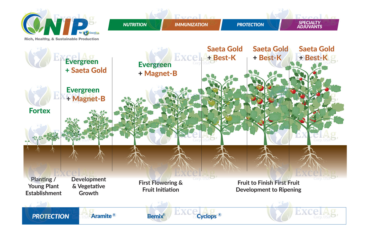 Tomato NIP program by ExcelAg
