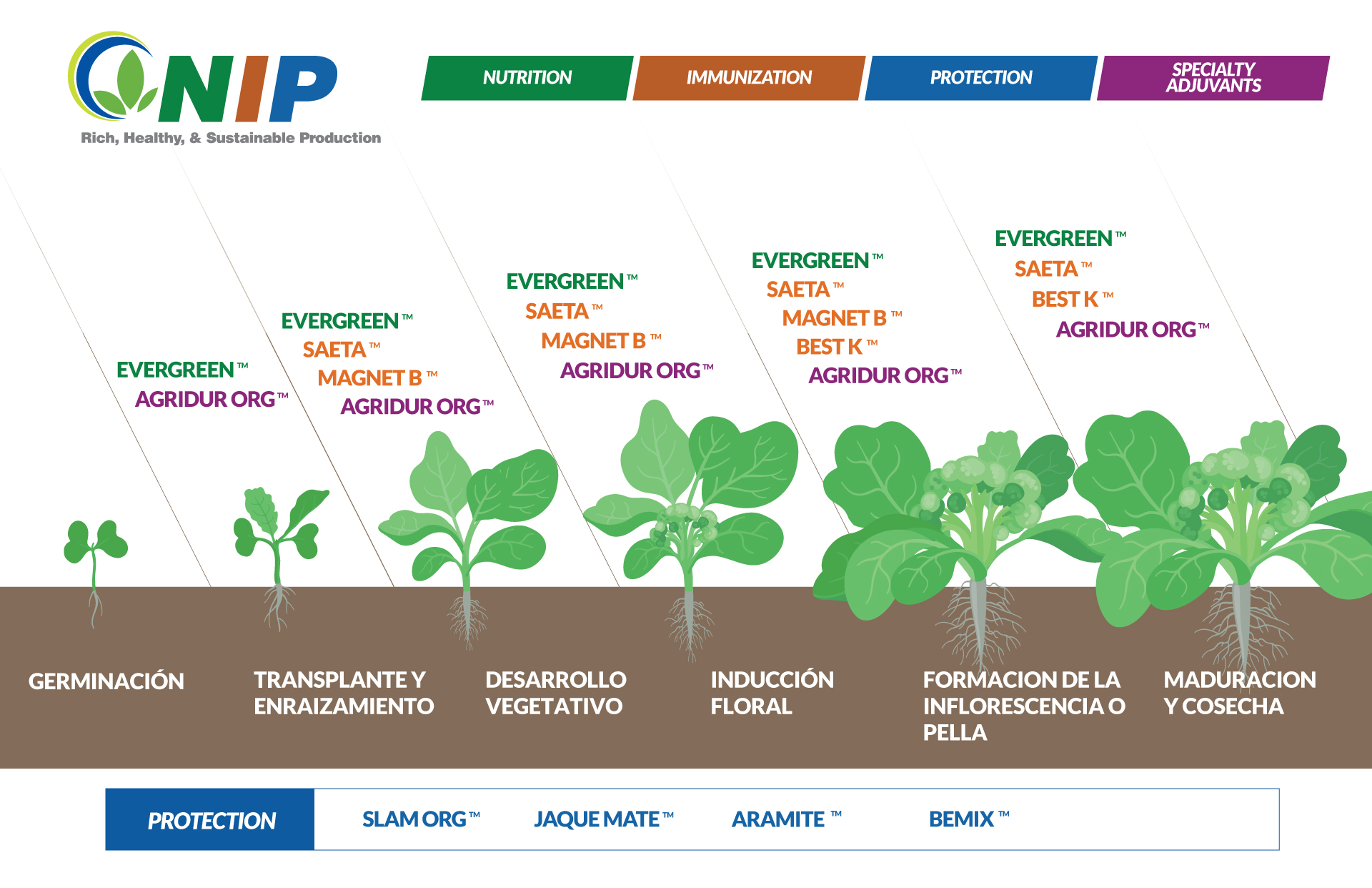 Broccoli NIP Crop Program by ExcelAg