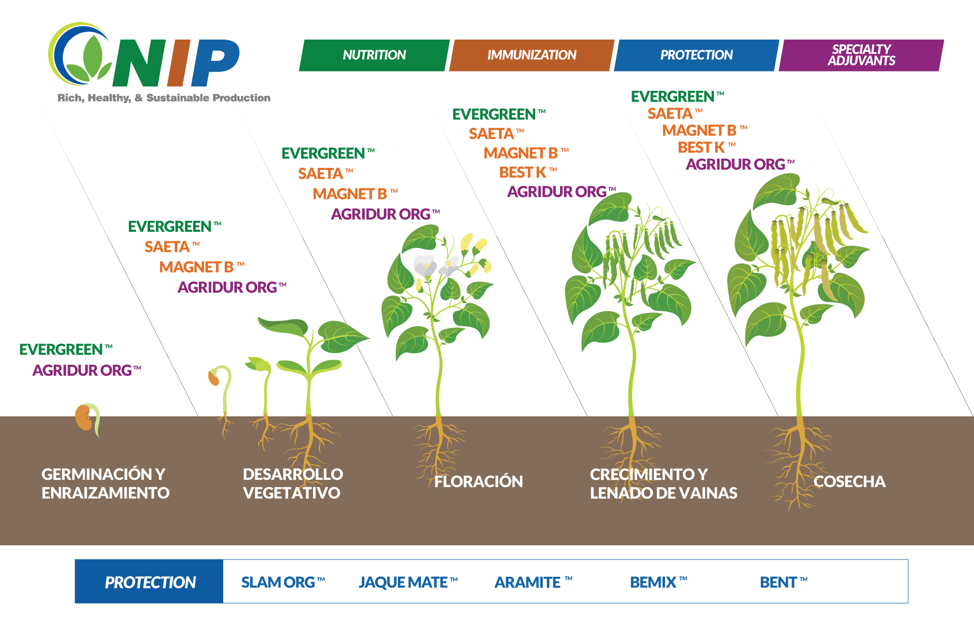 Green Beans - Peas NIP Crop Program by ExcelAg