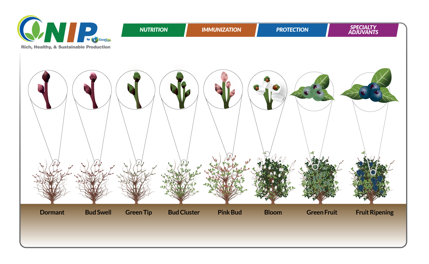 Blueberries NIP Crop Program by ExcelAg