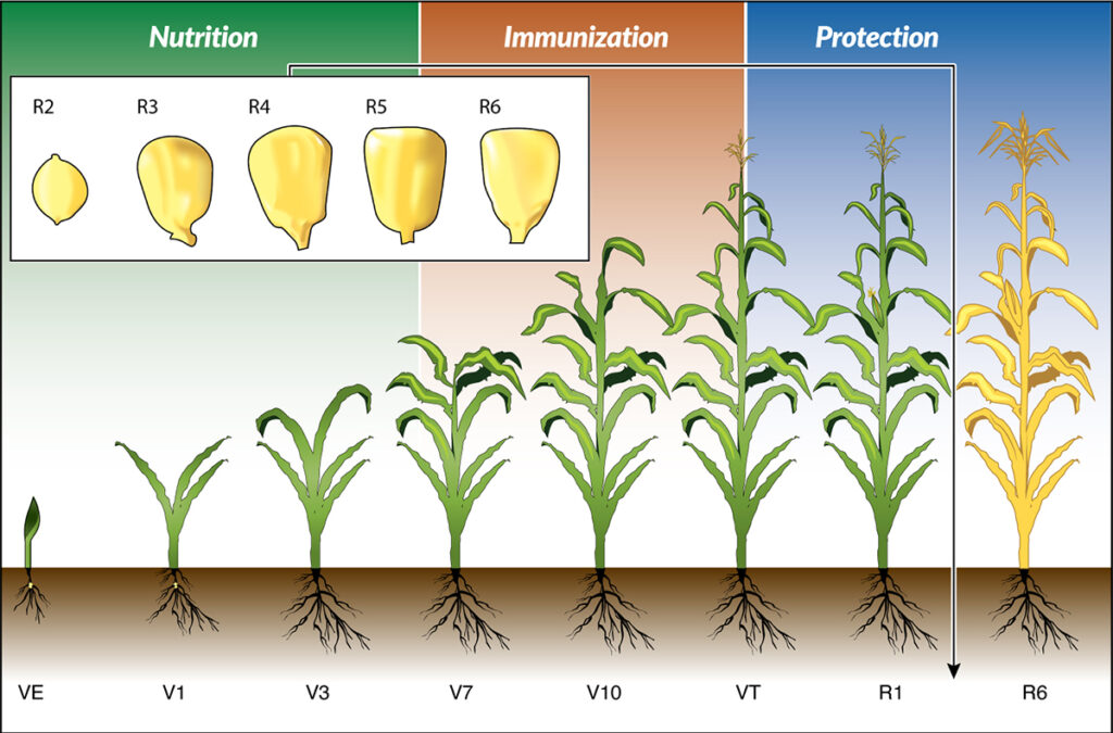 Soybean Crop Program by ExcelAg
