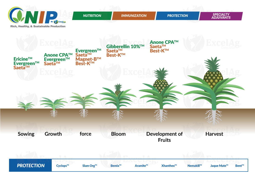 Pineapple NIP Crop Program by ExcelAg