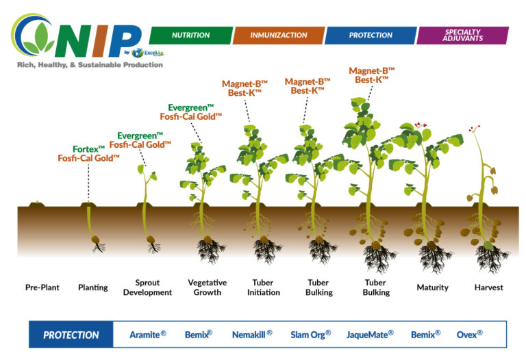 Potato Crop Program by ExcelAg