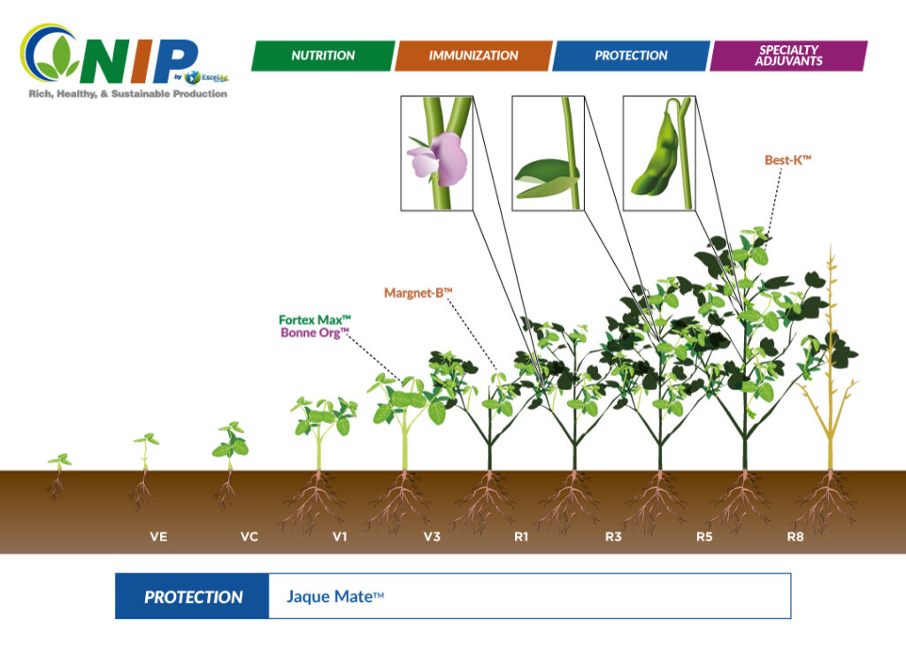 Soybean Crop Program by ExcelAg