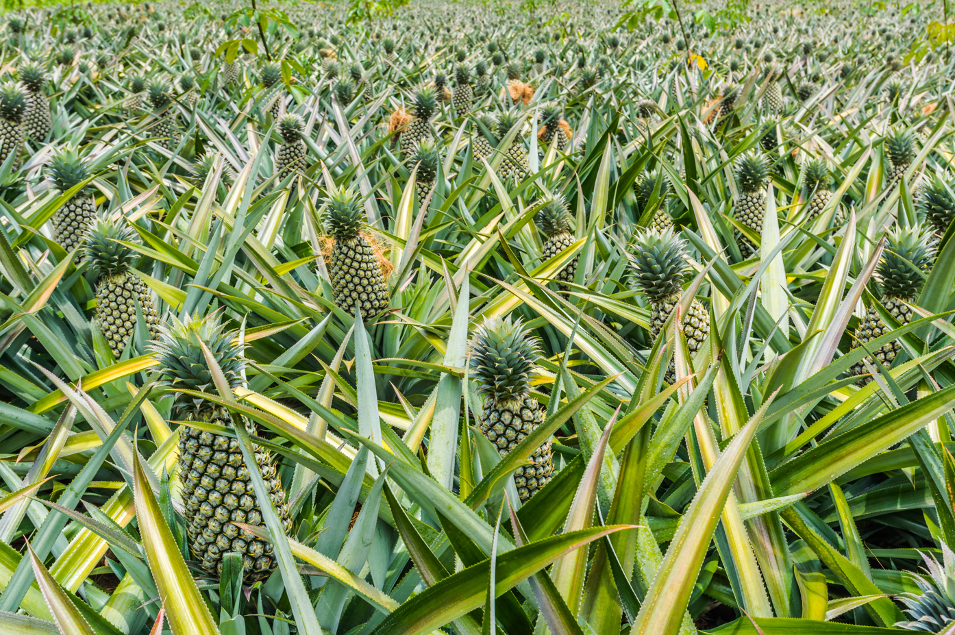 Evaluación de ERICINE 48 SL en la Producción de Hijos de Piña en Semilleros - ExcelAg